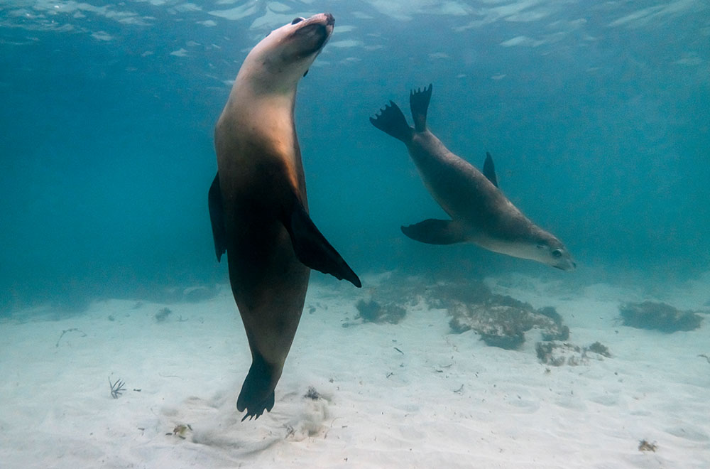 Dancing Sea Lions – Beau Micheli Photography