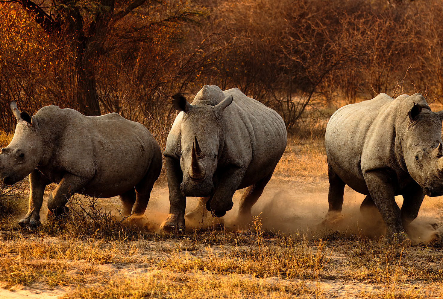 Rhino Charge – Beau Micheli Photography