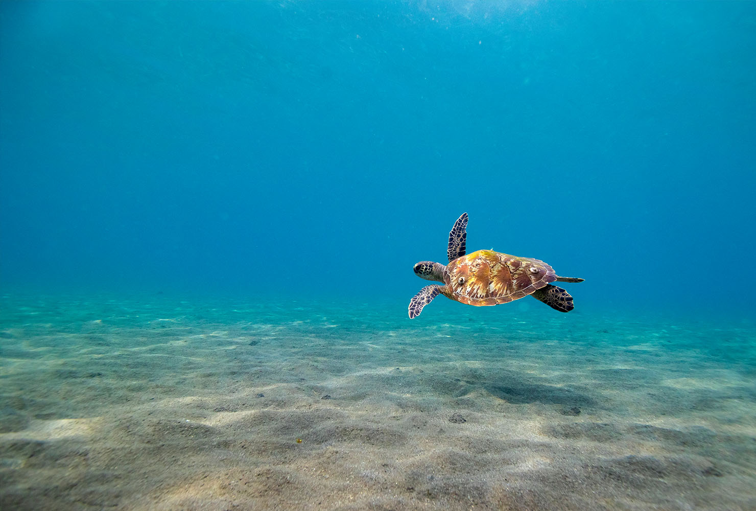 Turtle Time – Beau Micheli Photography